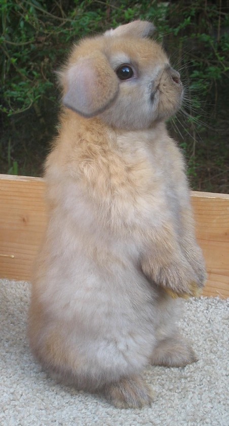 AVAILABLE | Bunny Lops