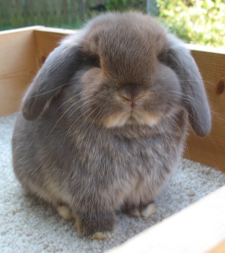 Bunny Gallery 2013 | Bunny Lops