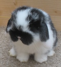 Lop Rabbits | Bunny Lops