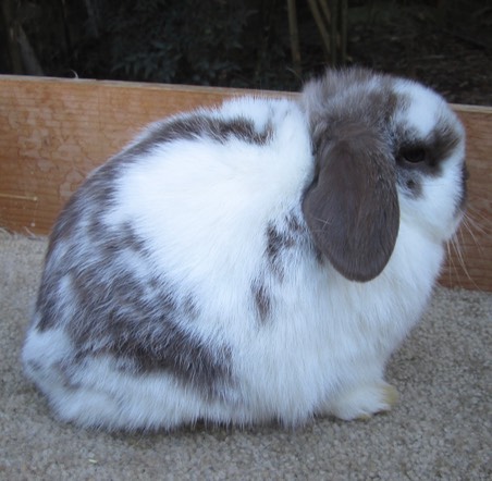 Holland Lop Does | Bunny Lops