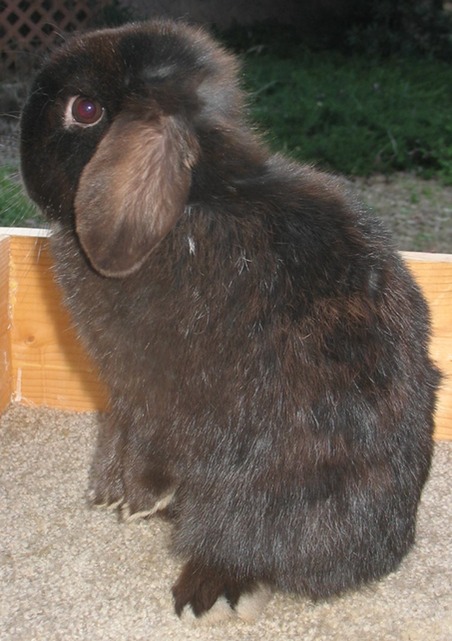 AVAILABLE | Bunny Lops