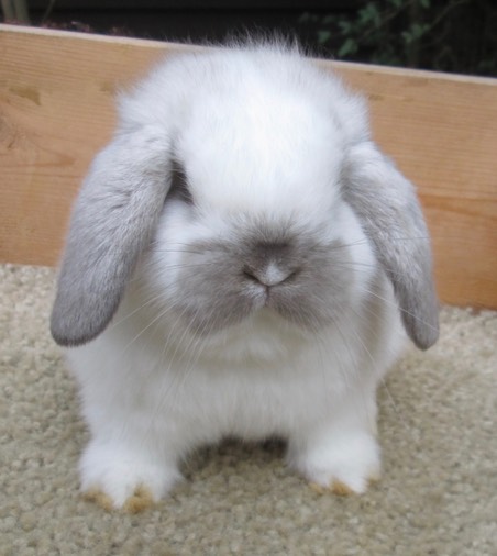 Bunny Gallery 2017 | Bunny Lops