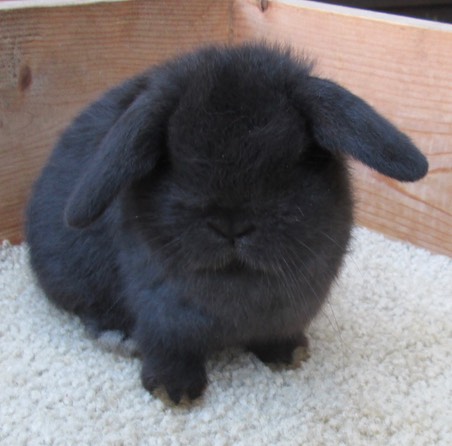 Bunny Gallery 2017 | Bunny Lops