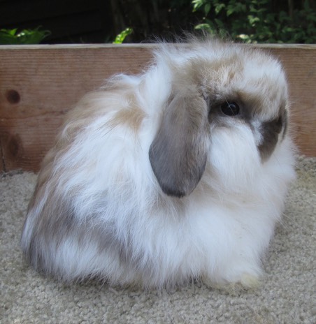 Bunny Gallery 2018 | Bunny Lops