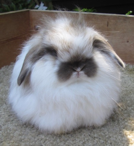 Bunny Gallery 2018 | Bunny Lops