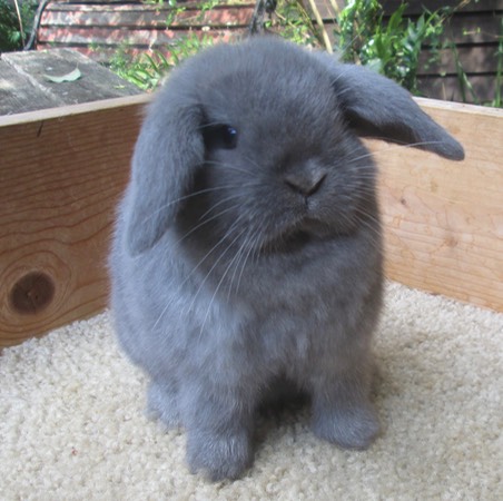 Bunny Gallery 2017 | Bunny Lops