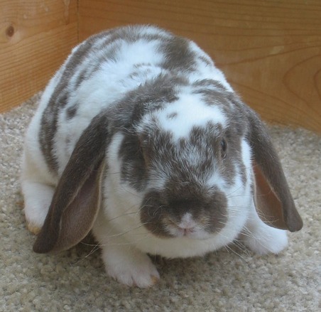 AVAILABLE | Bunny Lops