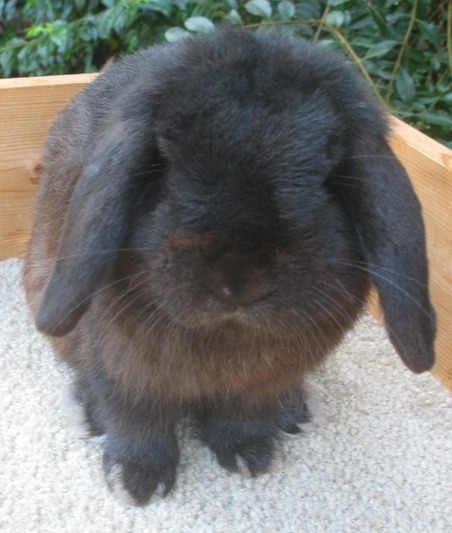 AVAILABLE | Bunny Lops