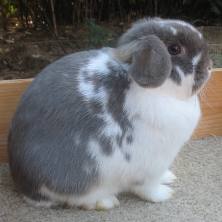 AVAILABLE | Bunny Lops